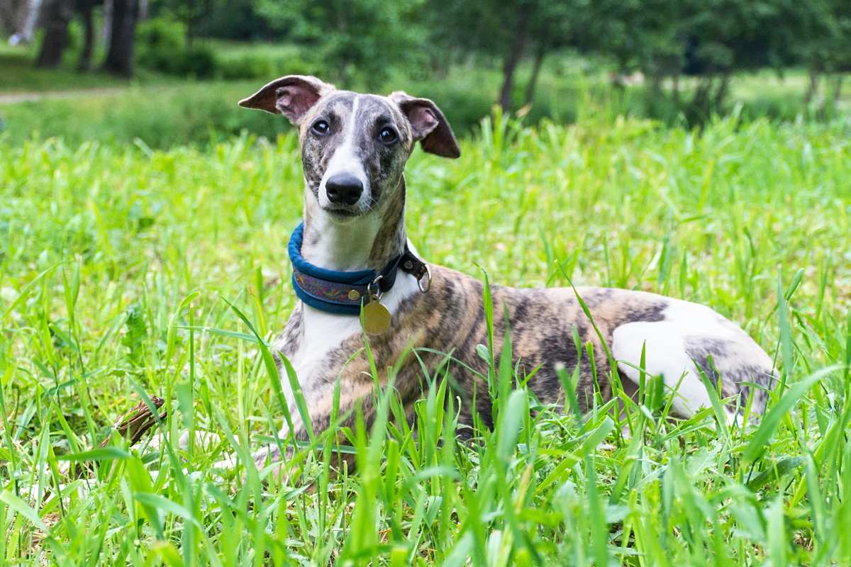 Why Does My Whippet Seem Nervous And Lack Confidence – wiggles and wags