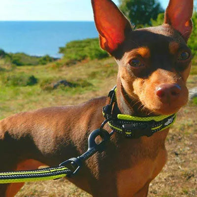 Collars and Leads – wiggles and wags