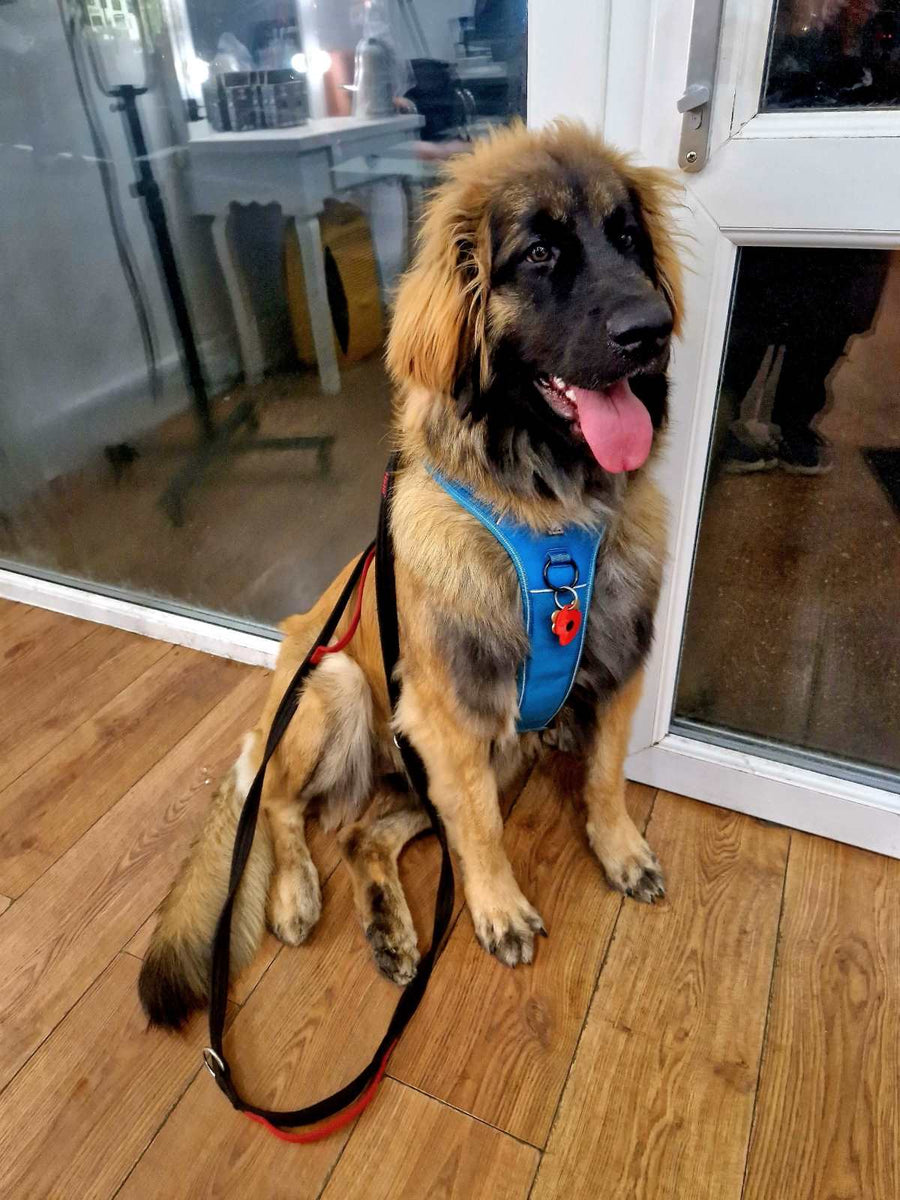 Large Dog Harness | XL Sizes | Heavy Duty | UK Shipped – wiggles and wags