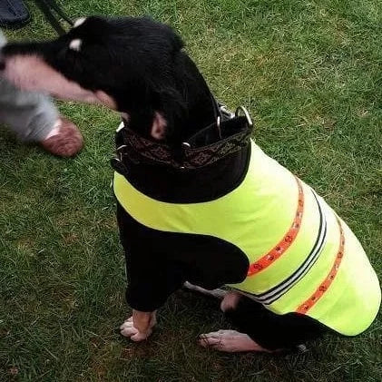 LED Dog Coat | Flashing High Viz Coat For Dogs – wiggles and wags